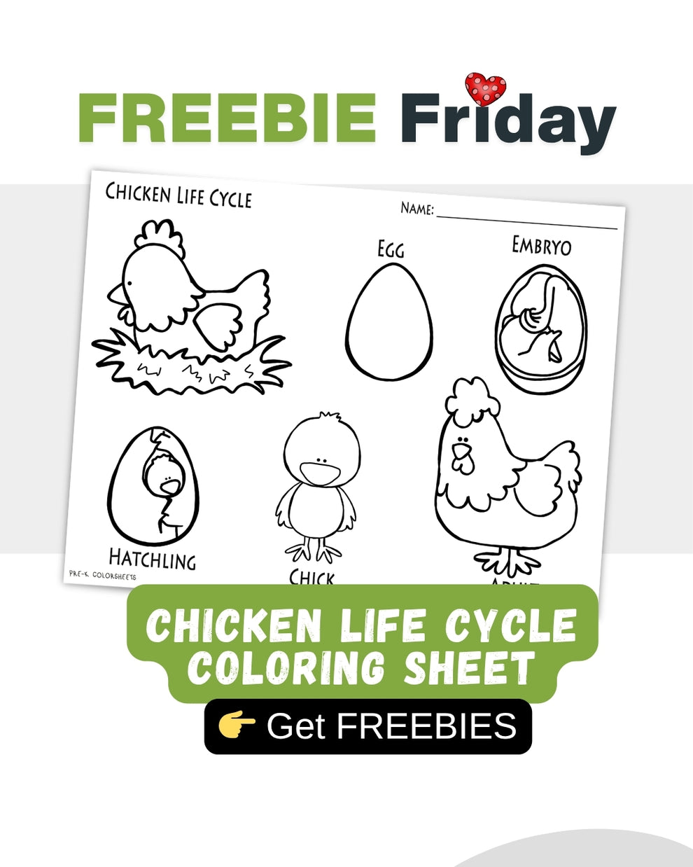 Free Chicken Life Cycle Coloring Sheet | Preschool Printables ...